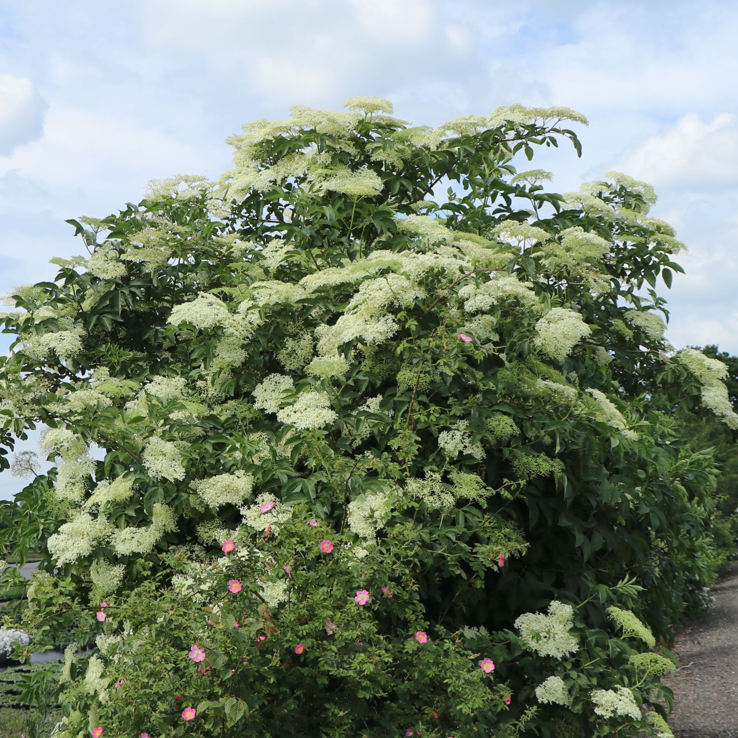 Fliederbeere / Schwarzer Holunder - Sambucus nigra - Pflanzenschleuder
