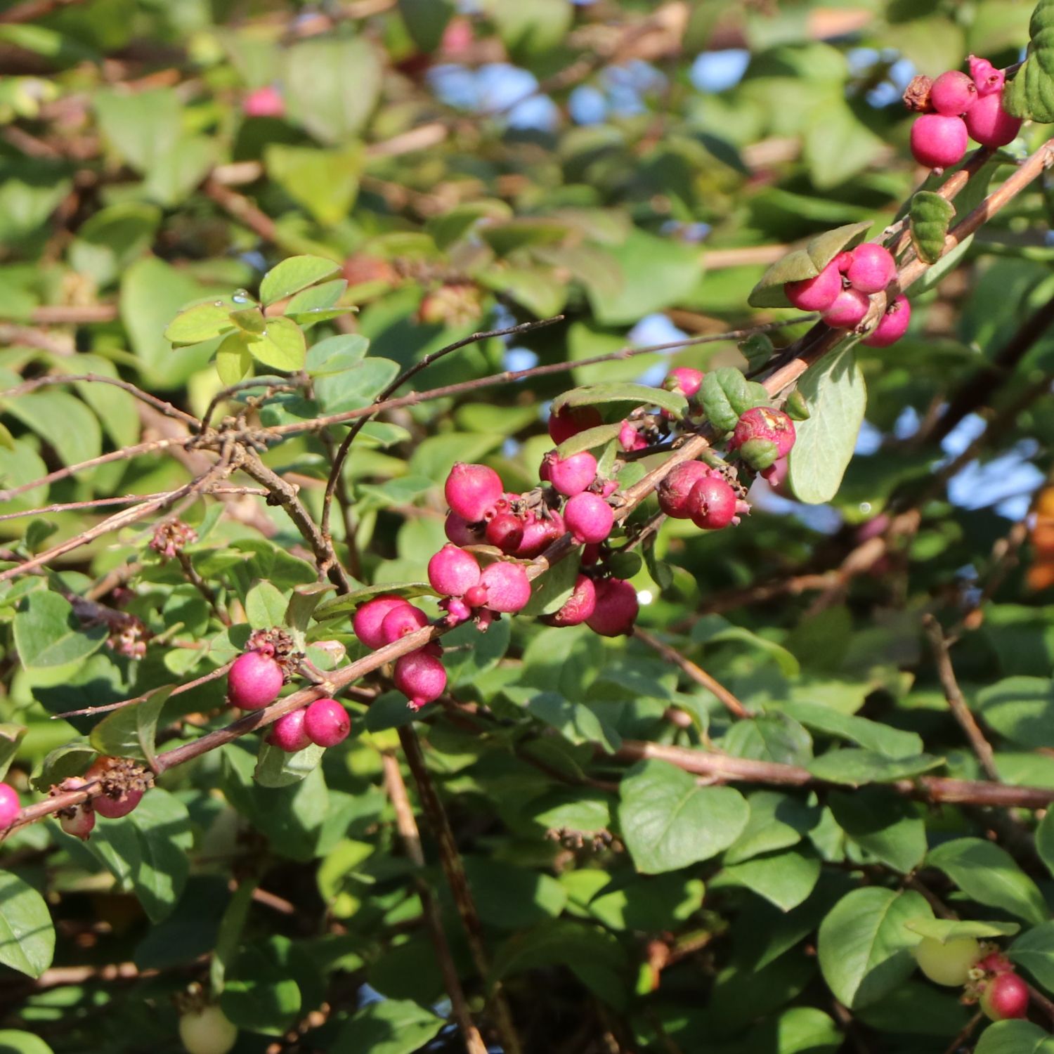 Amethystbeere 'Magic Berry' - Symphoricarpos doorenbosii 'Magic Berry ...