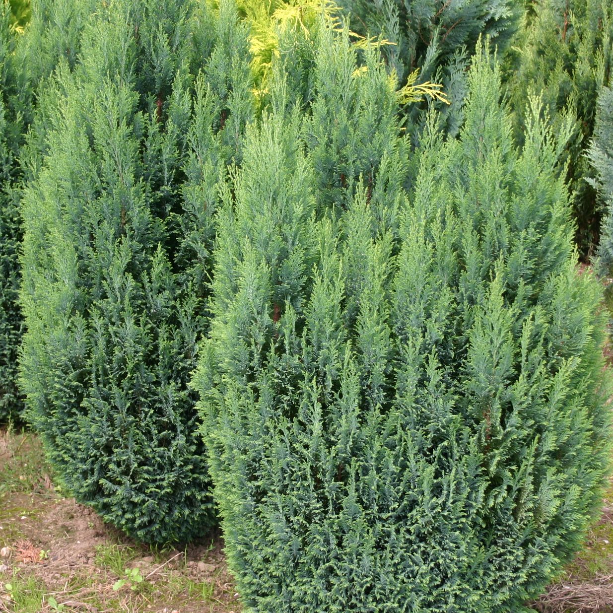 Blaue Kegelzypresse 'Ellwoodii' / Mooszypresse / Scheinzypresse ...