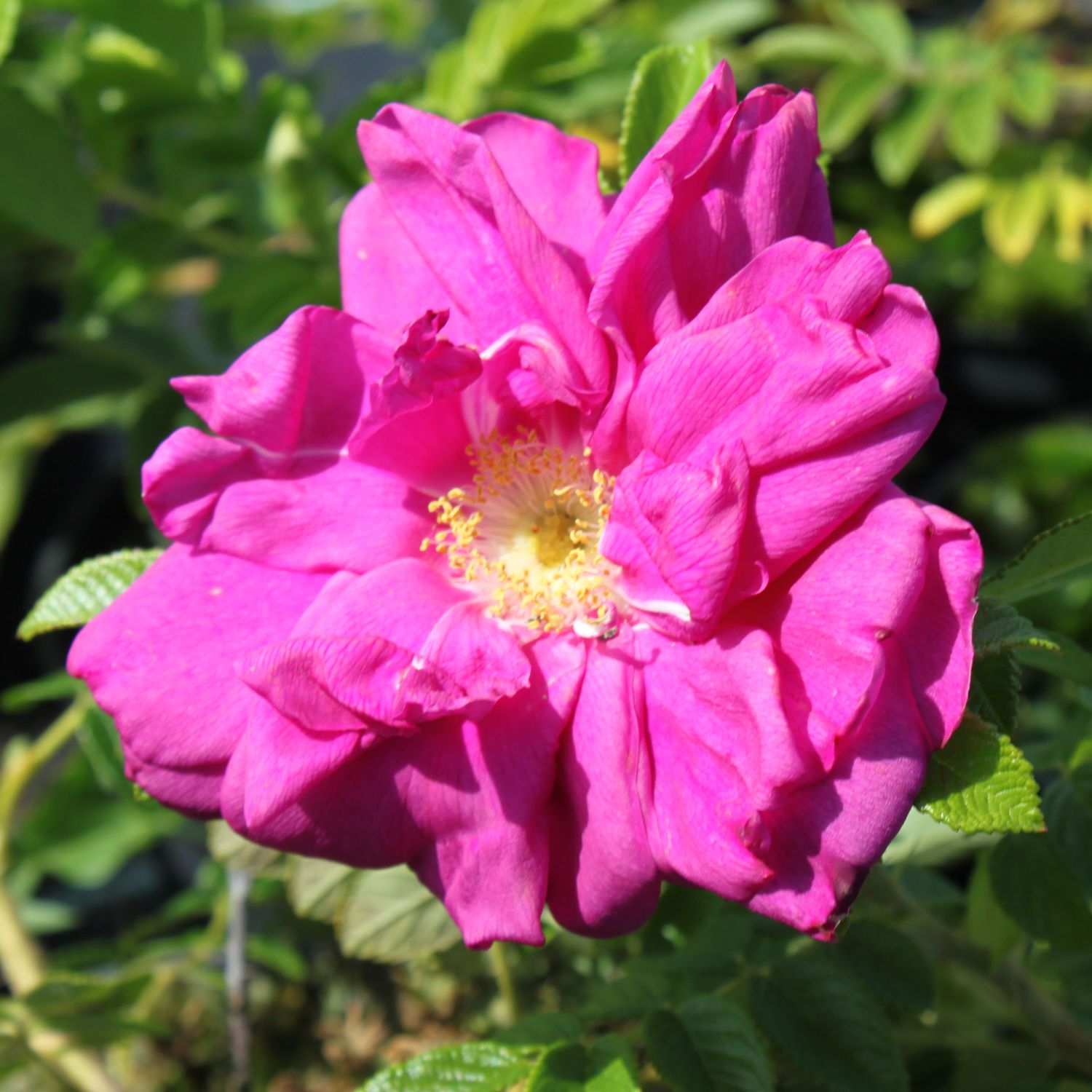 Strauchrose 'Rotes Meer' - Finde Deine neue Rose + Online Ratgeber